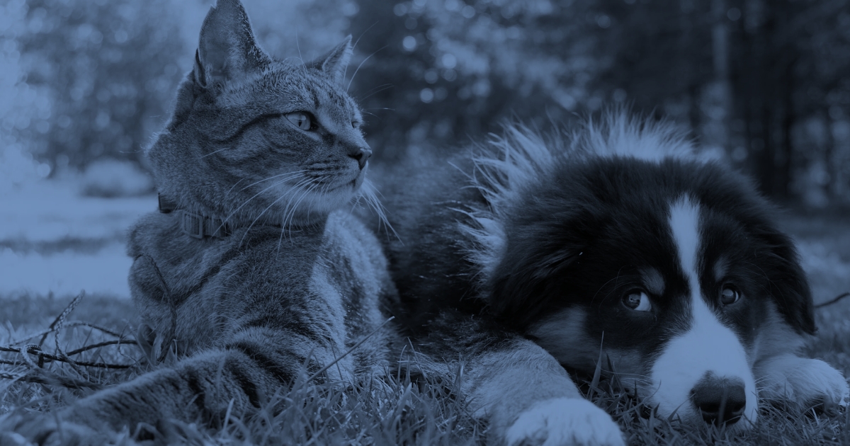 The Pet Clause: Making Sure Your Pets are Taken Care of After You're ...